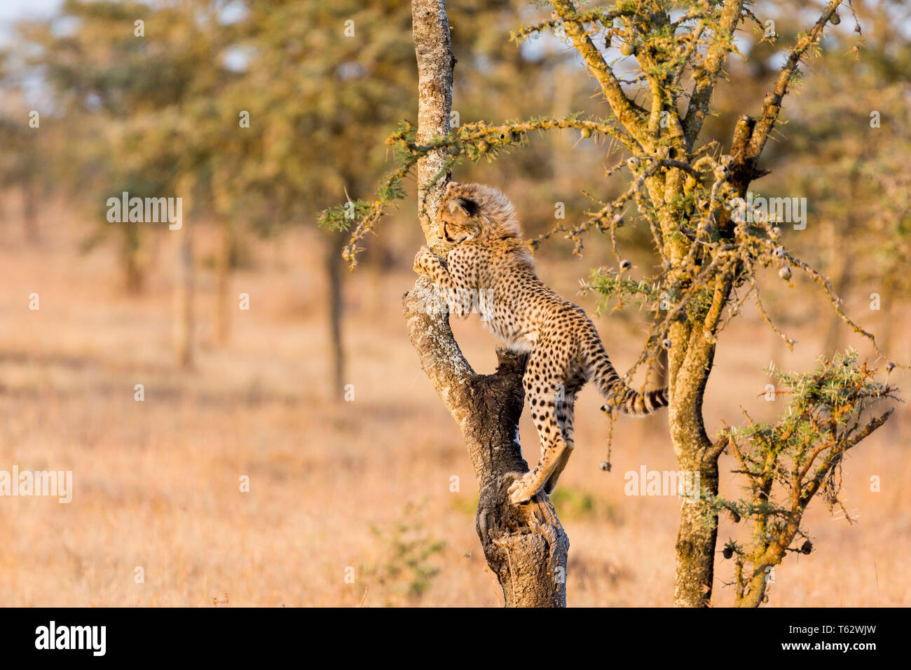 A cheetah cub playing and climbing a small Acacia tree in open scrub ...