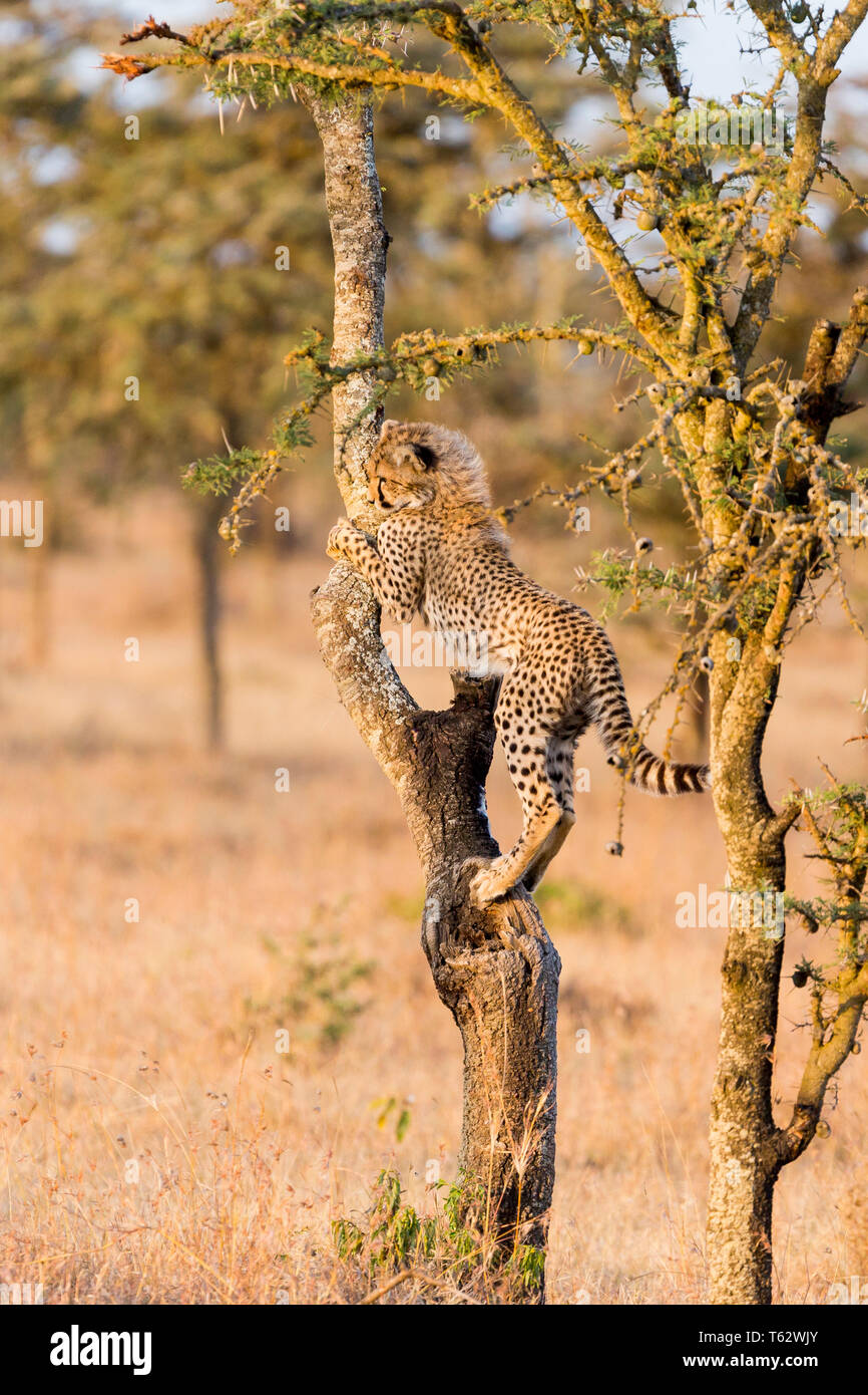 A cheetah cub playing and climbing a small Acacia tree in open scrub ...