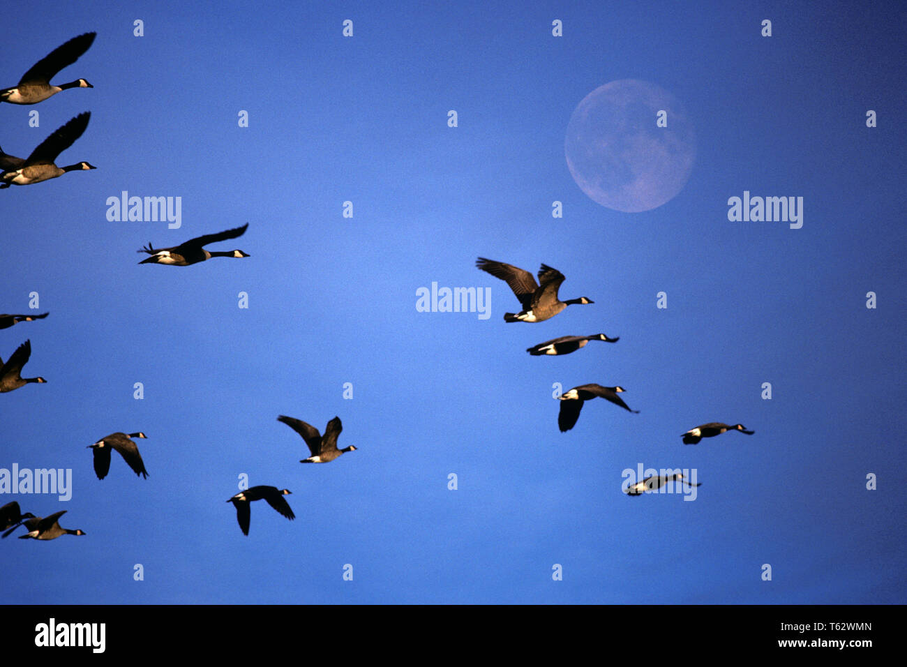 Wild Geese That Fly With The Moon On Their Wings