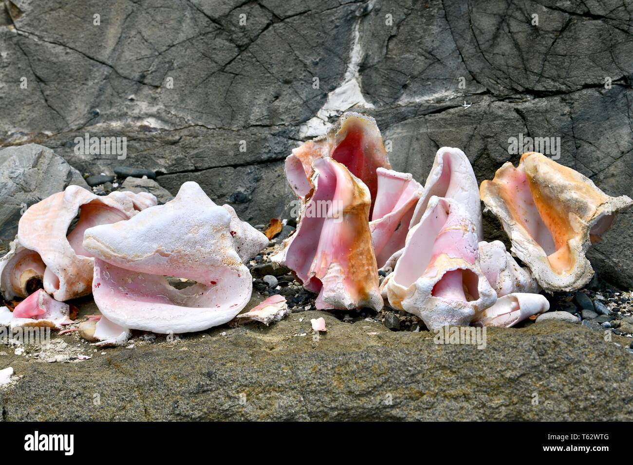 Conch shells on Grotto beach at the Buccaneer hotel resort, St. Croix ...