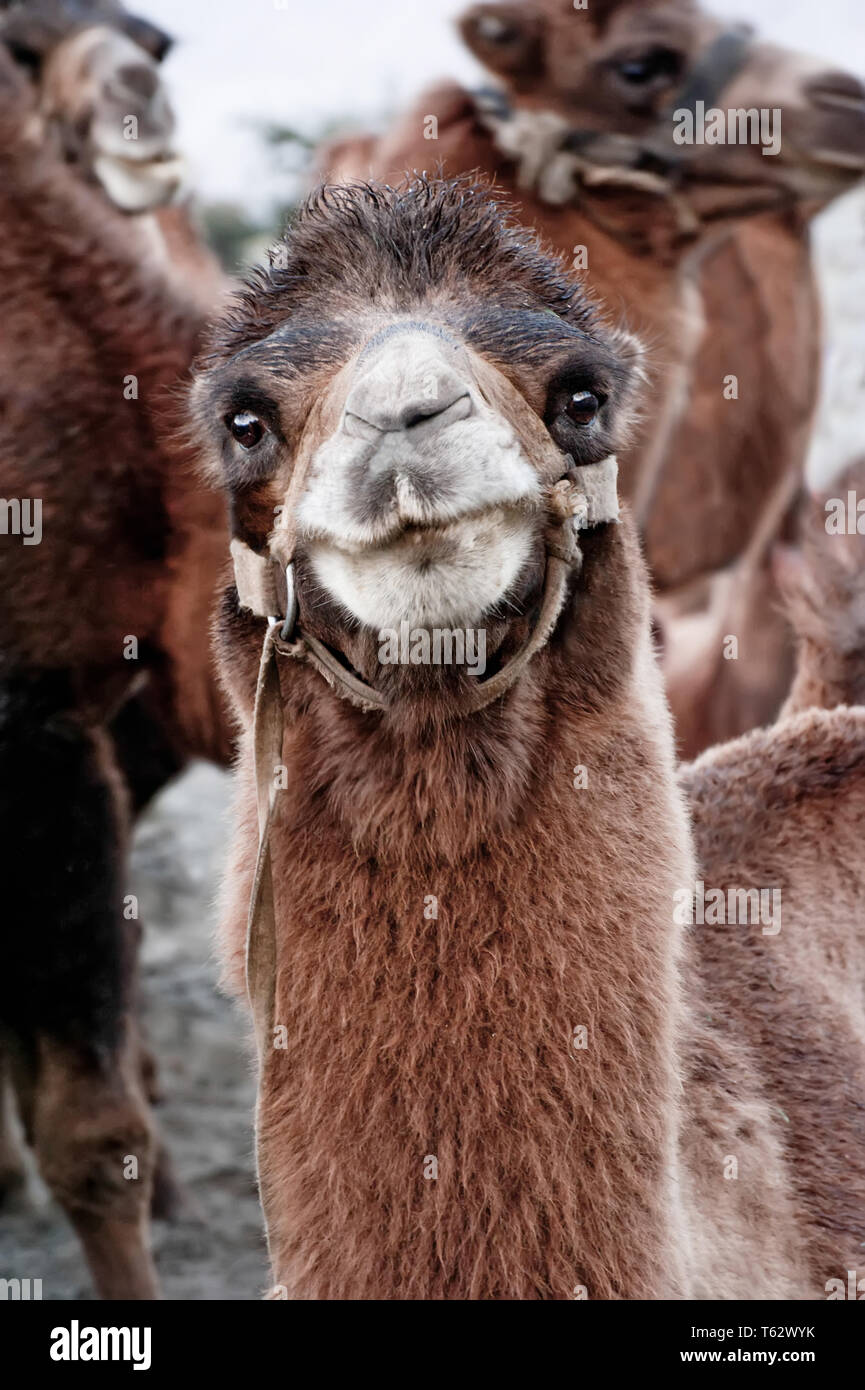 Close up funny camel face. Pastoral scenery with domestic animals at ...