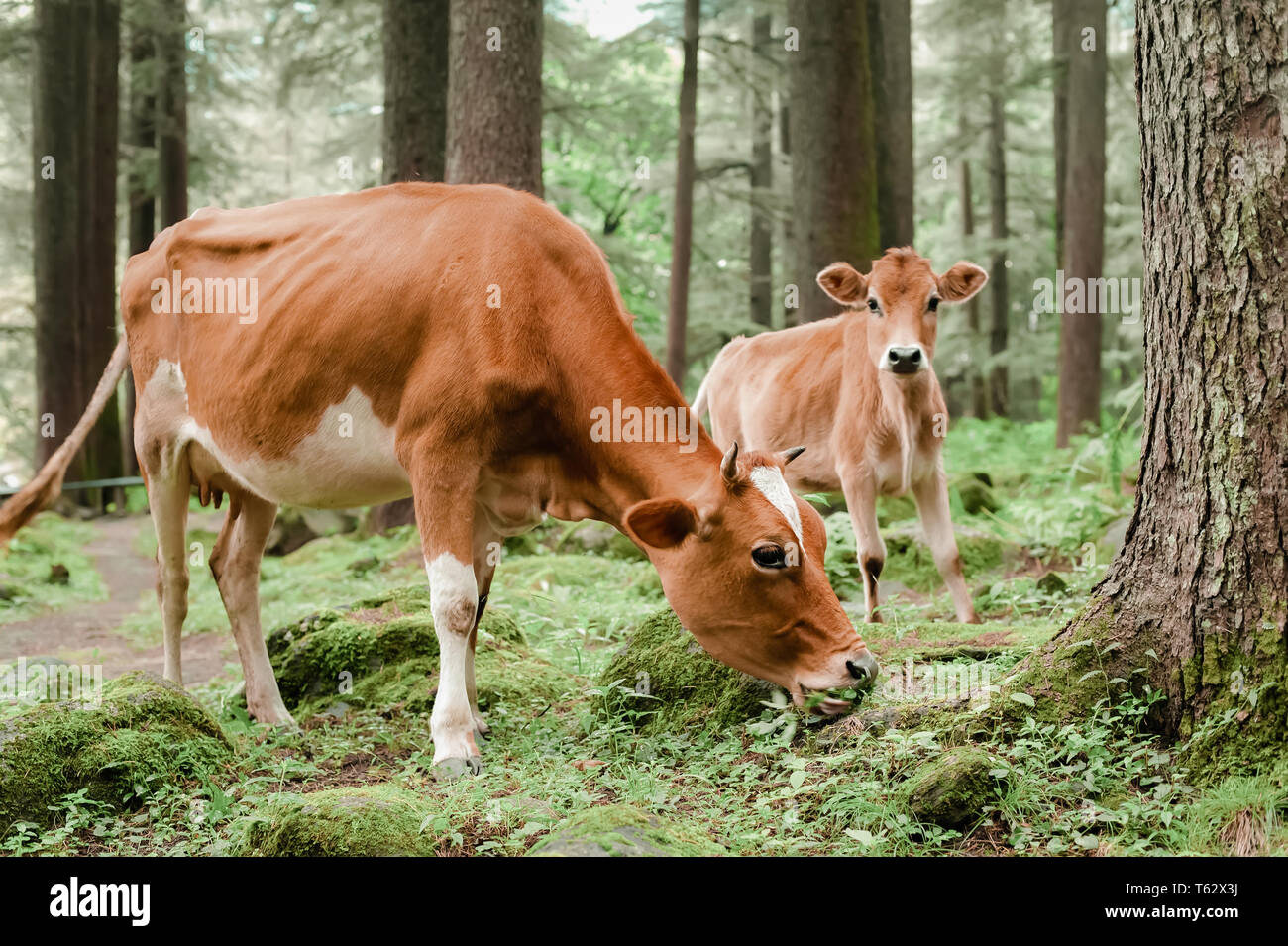 Cow and little calf grazing, eating grass at summer meadow. Pastoral ...
