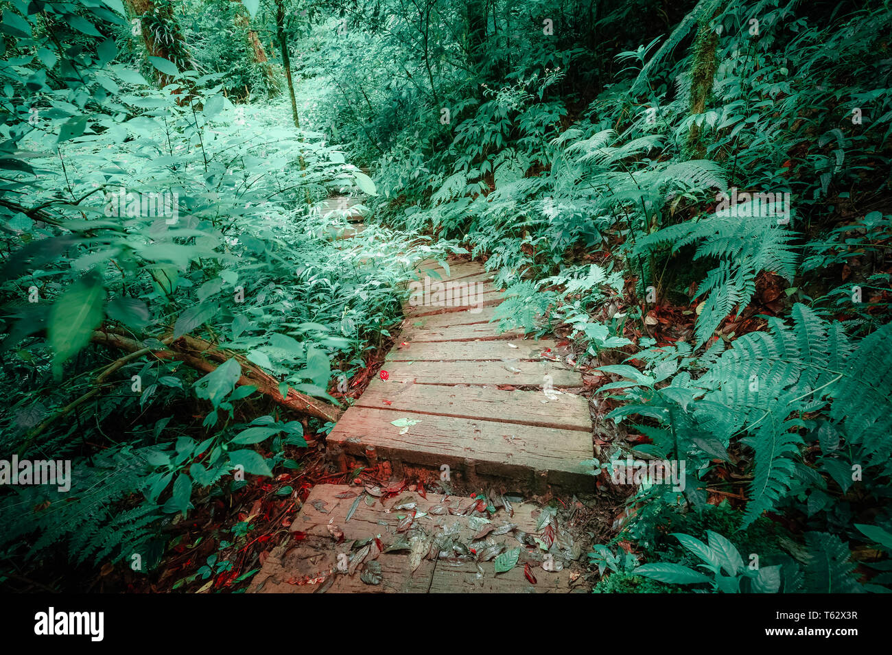 Mysterious landscape with trekking trail leading through dense jungles ...
