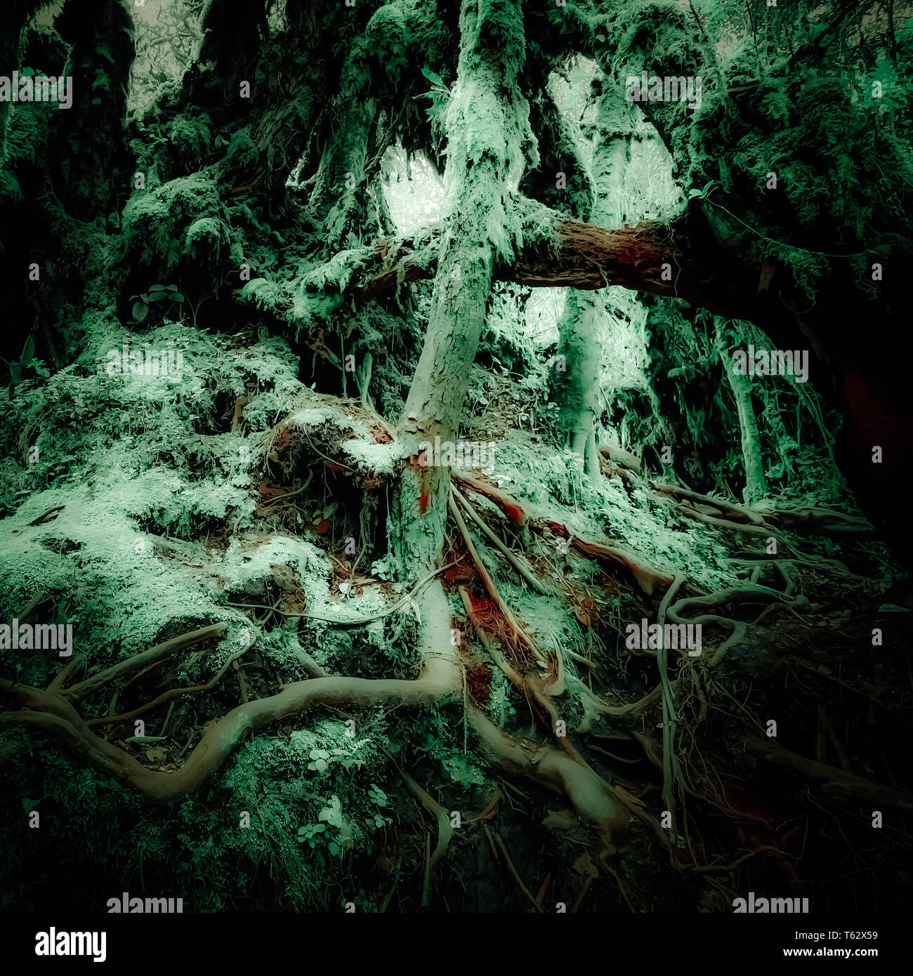 Surreal magic of wild forest in details. Inclined tree roots overgrown ...