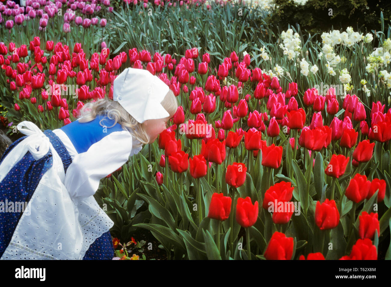 1980s LITTLE GIRL DRESSED IN DUTCH GIRL OUTFIT OUTDOORS SMELLING TULIP ...