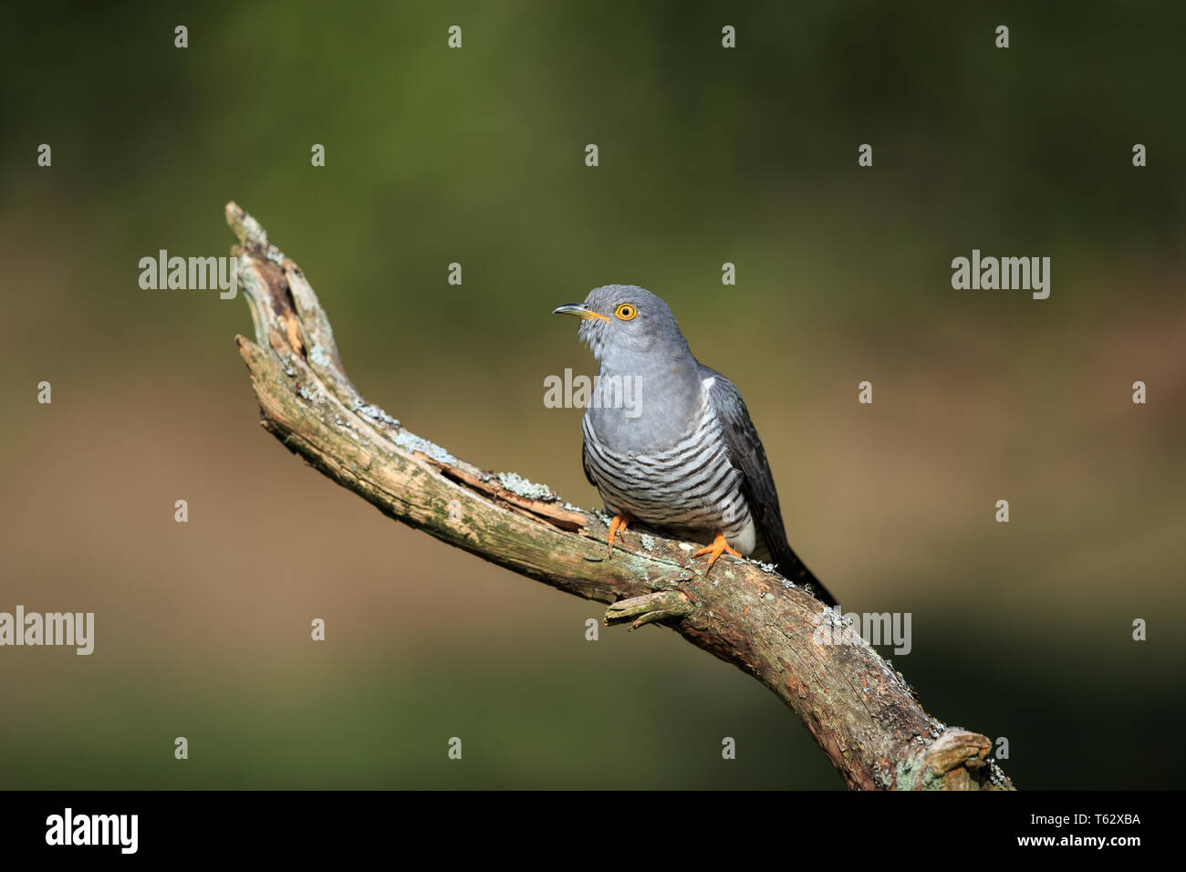 The common cuckoo is a member of the cuckoo order of birds ...