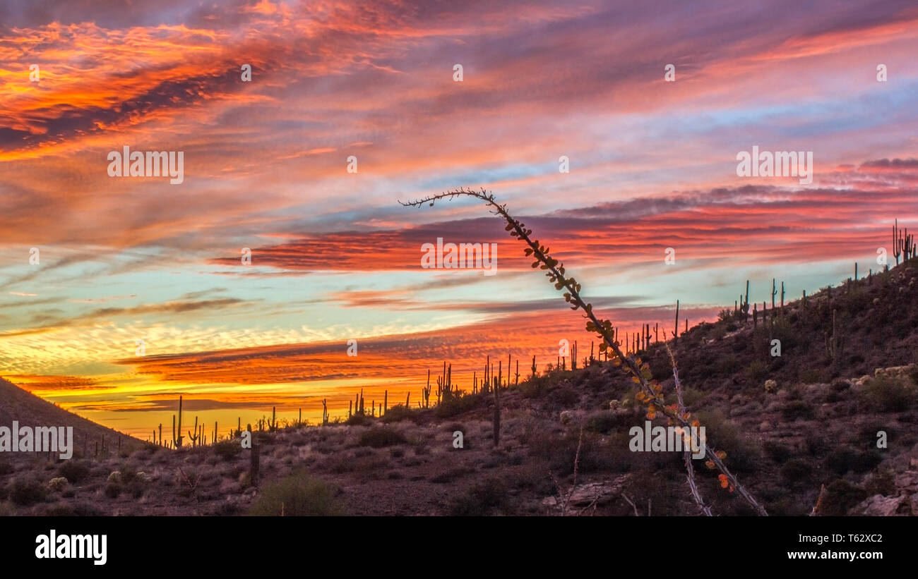 Arizona Desert Landscape scenery at Sunset Stock Photo - Alamy