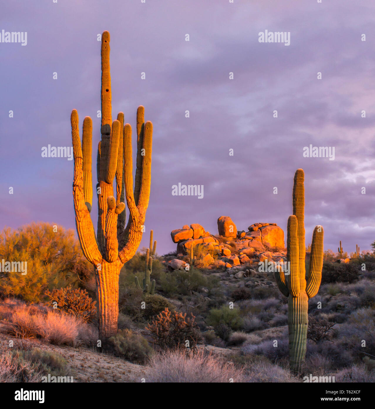 Sonoran desert sunset moon hi-res stock photography and images - Alamy
