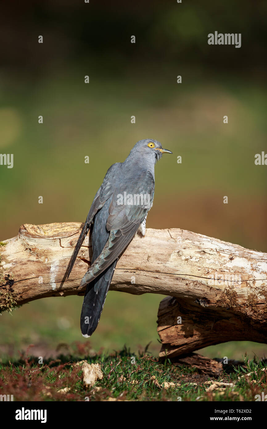 Is a member of the cuckoo order of birds hi-res stock photography and ...