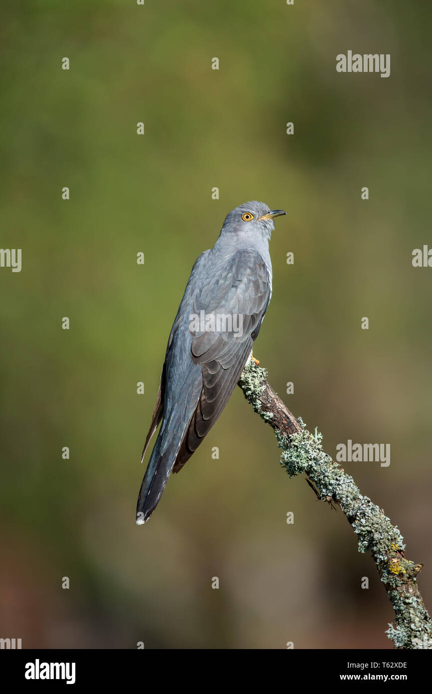 The common cuckoo is a member of the cuckoo order of birds ...