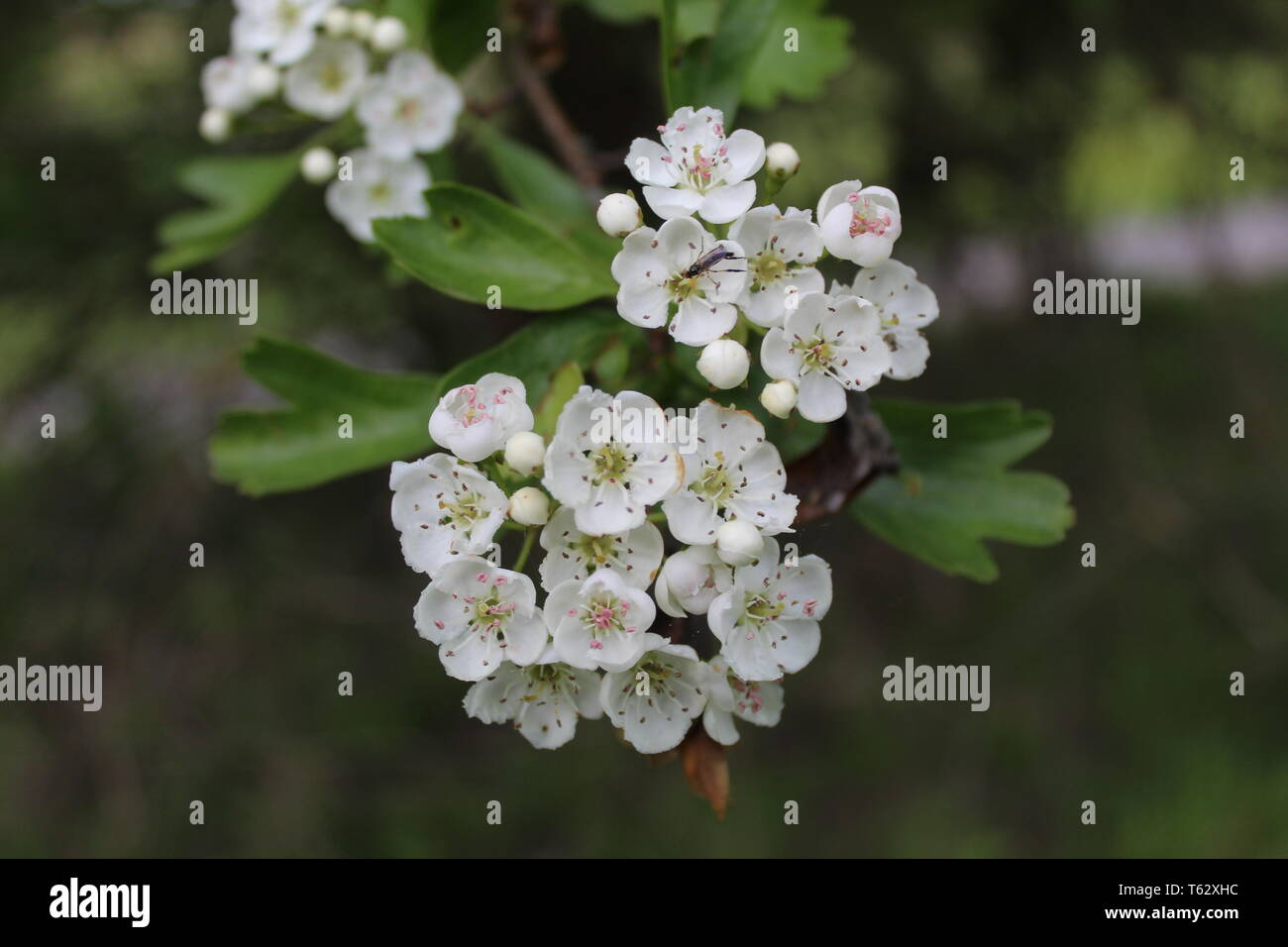 Hawthorn tree buds hi-res stock photography and images - Alamy