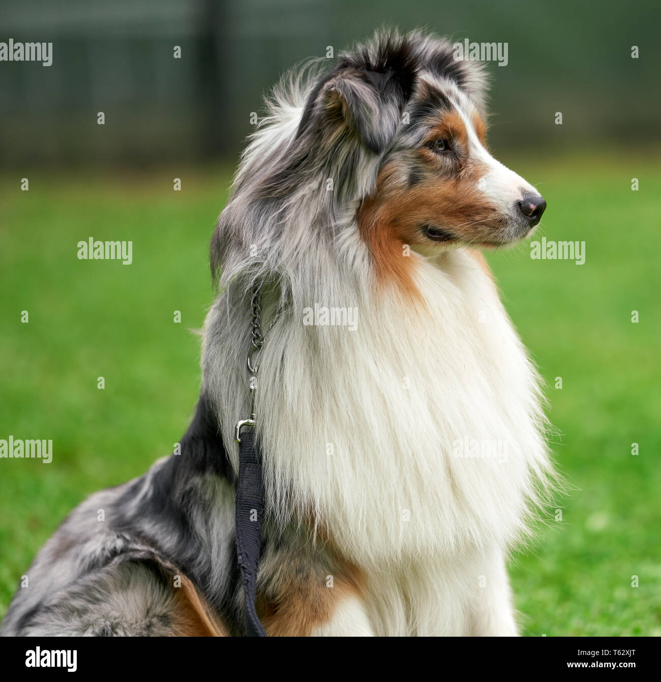 Standard australian shepherd hi-res stock photography and images - Alamy