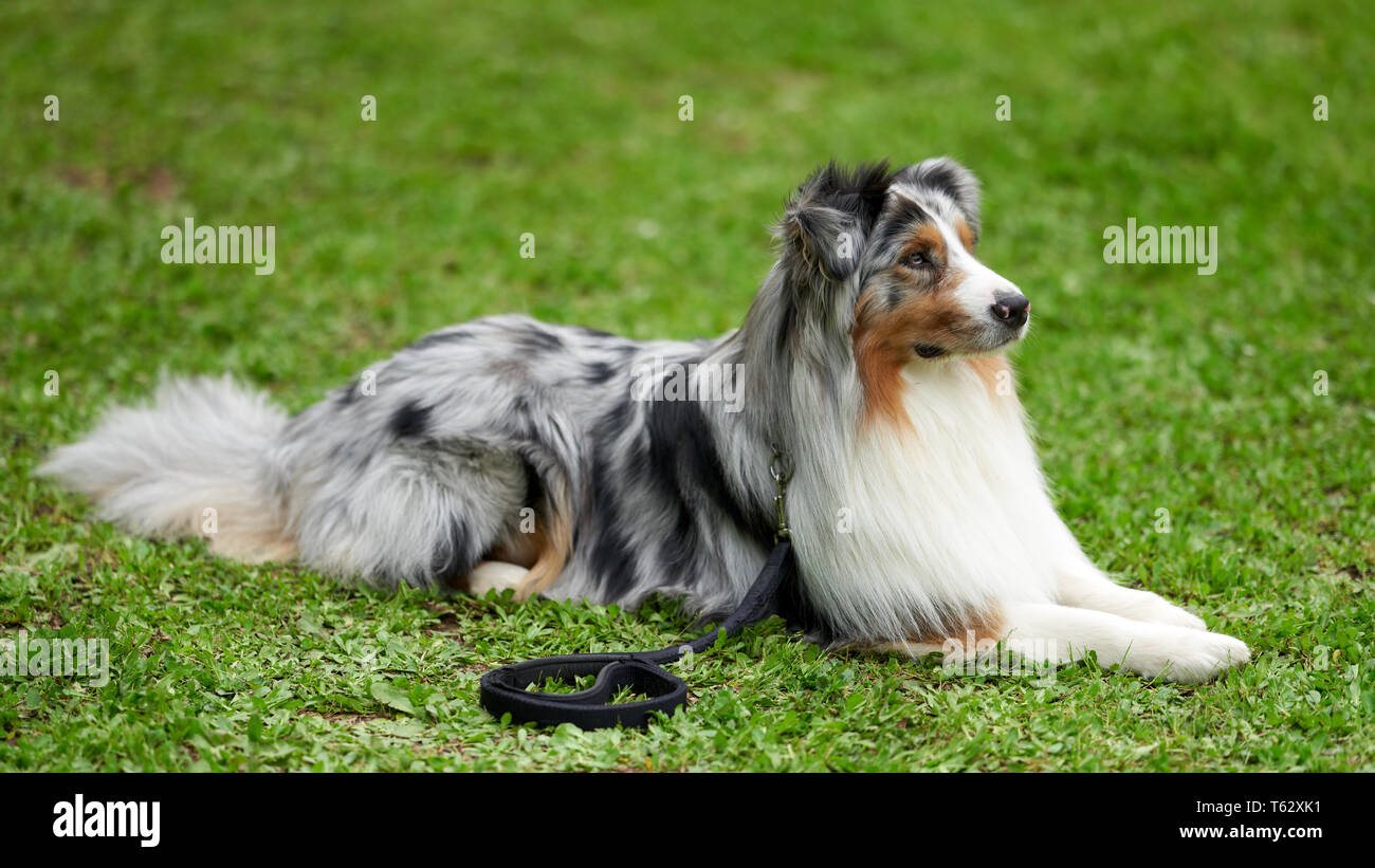 Pure breed dogs: the Australian Shepherd Stock Photo - Alamy