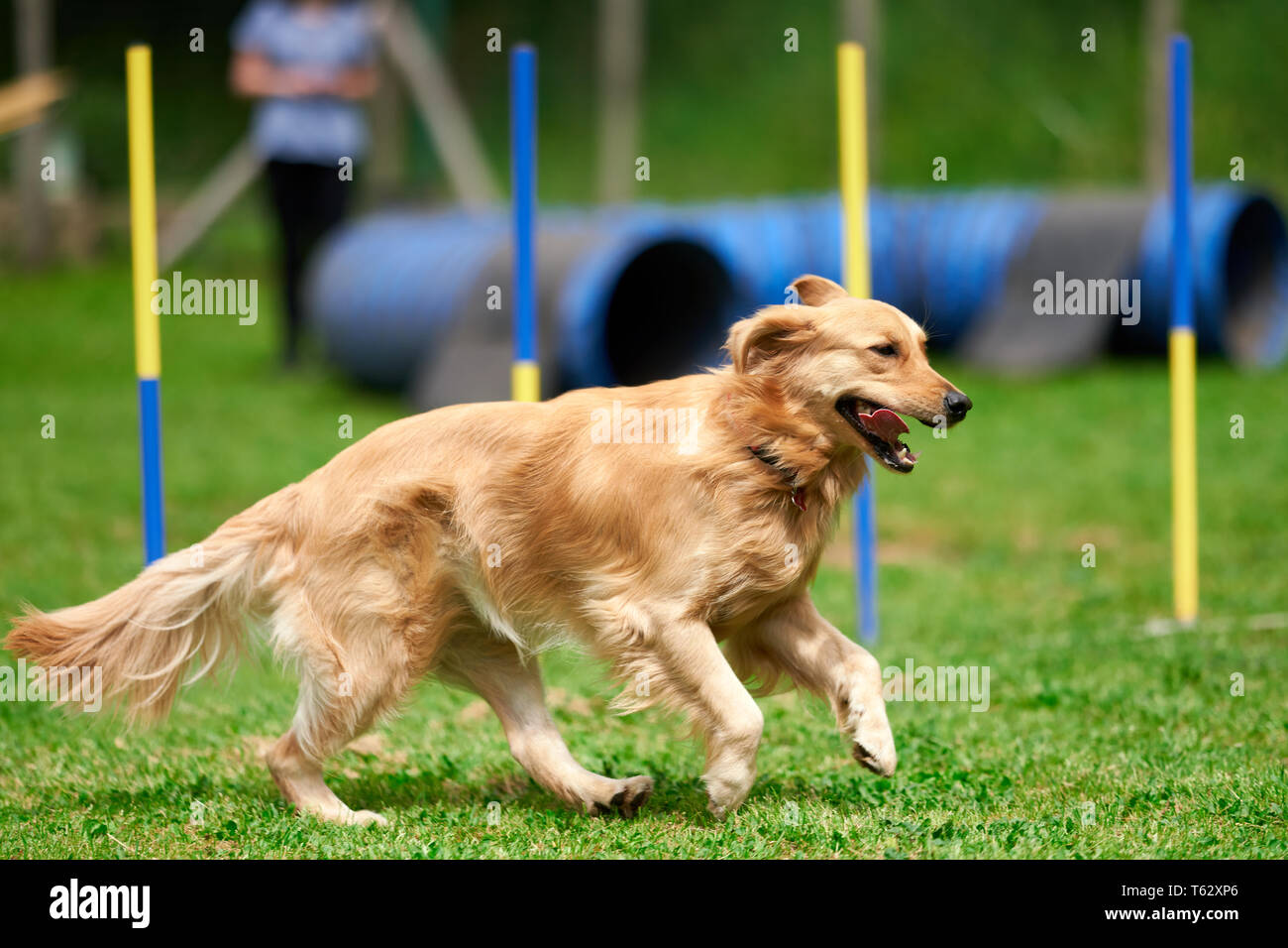 Pure breed dog: the Golden Retriever Stock Photo - Alamy
