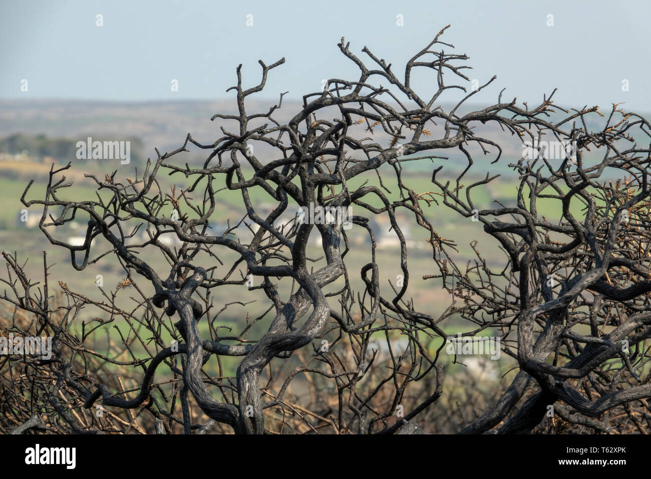 Heather burnt hi-res stock photography and images - Alamy