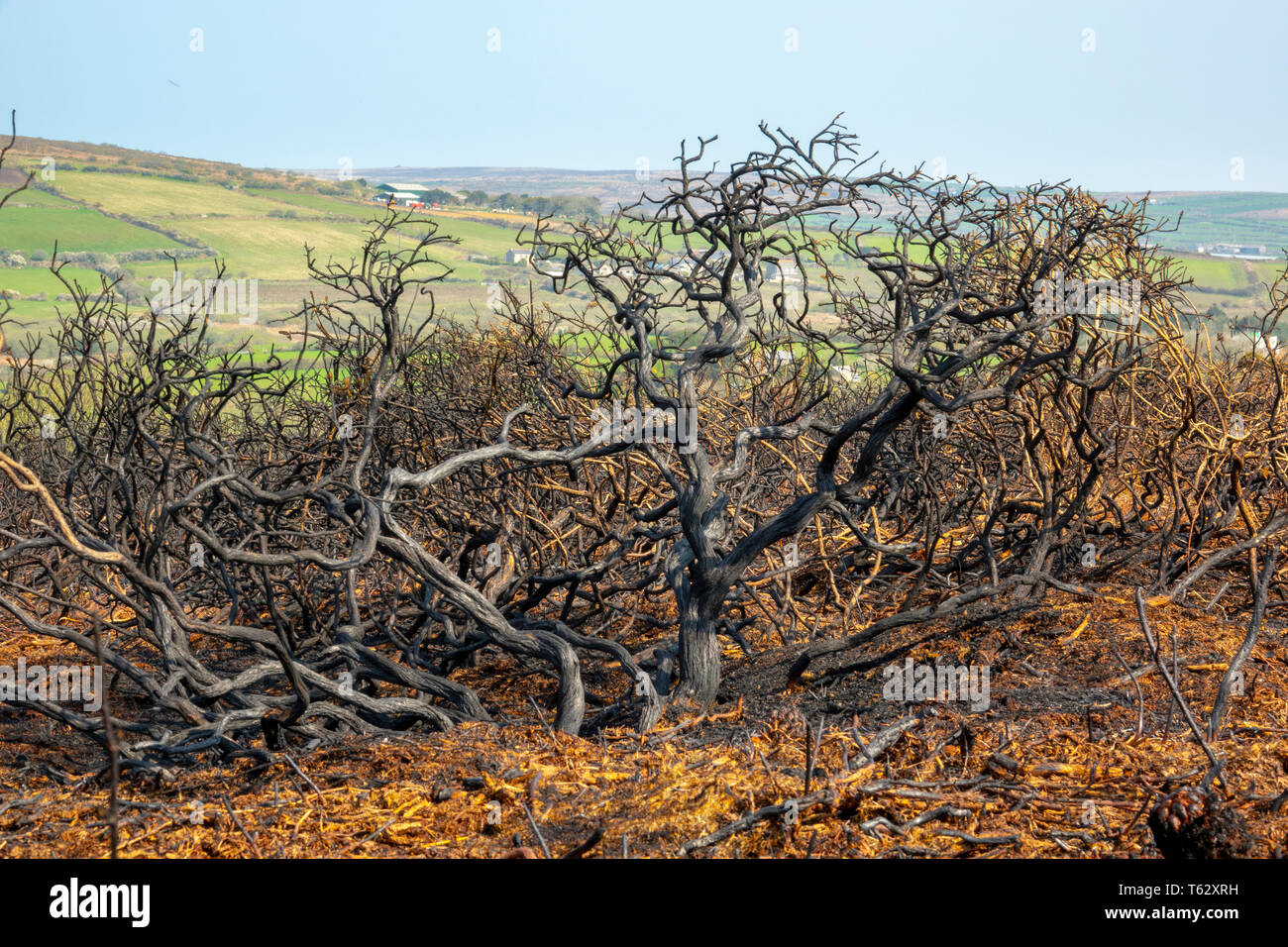 Heather burnt hi-res stock photography and images - Alamy