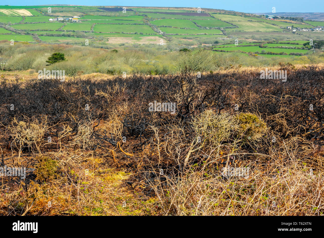 Heather burnt hi-res stock photography and images - Alamy