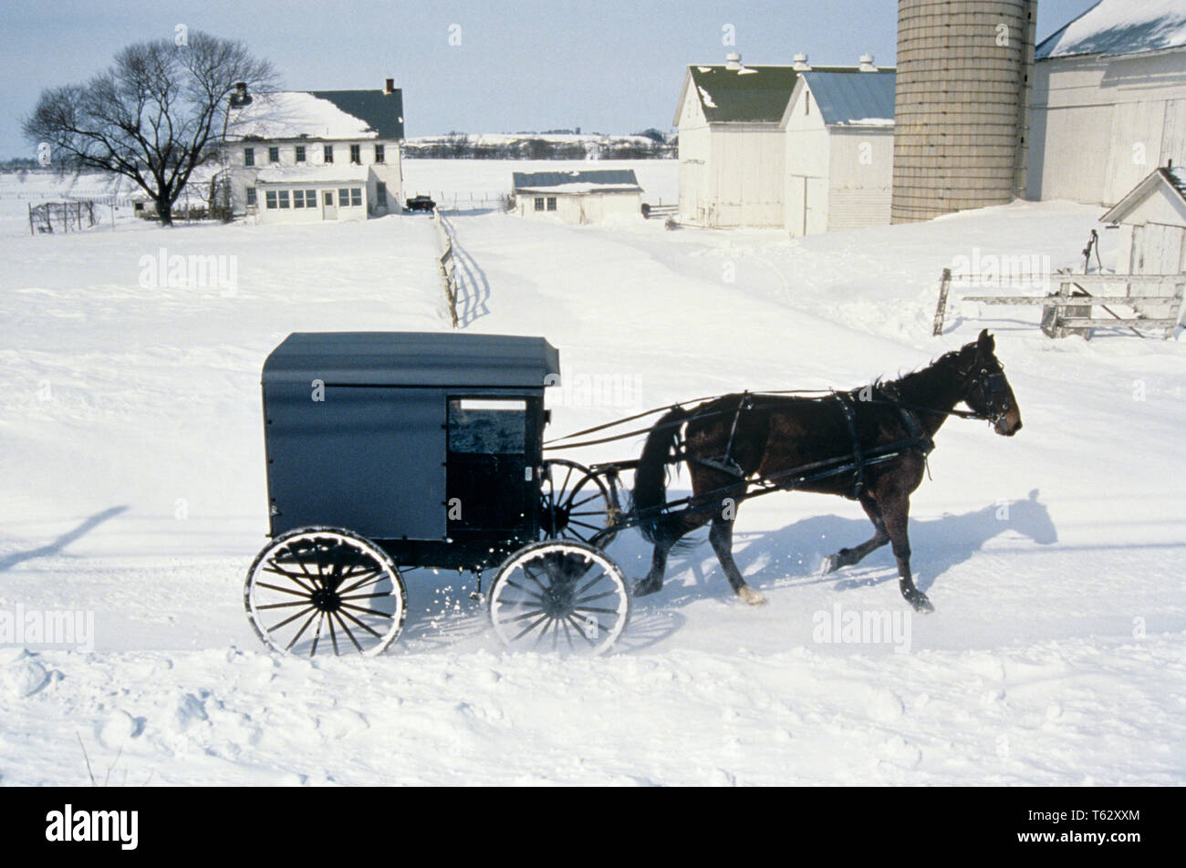 Horse Drawn Carriage In Snow