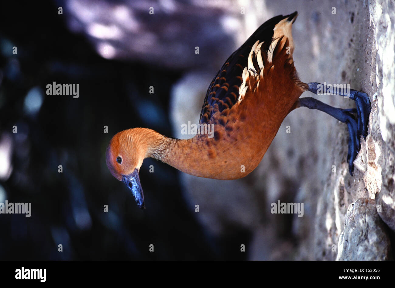 Fulvous tree duck hi-res stock photography and images - Alamy