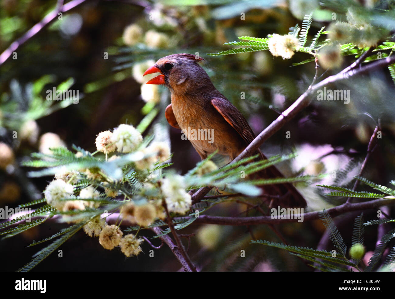 Colorful desert bird hi-res stock photography and images - Alamy