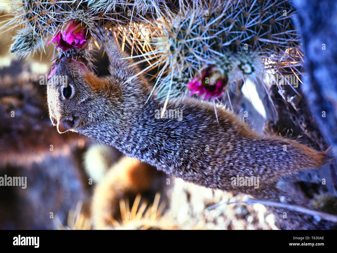 Squarrel hi-res stock photography and images - Alamy