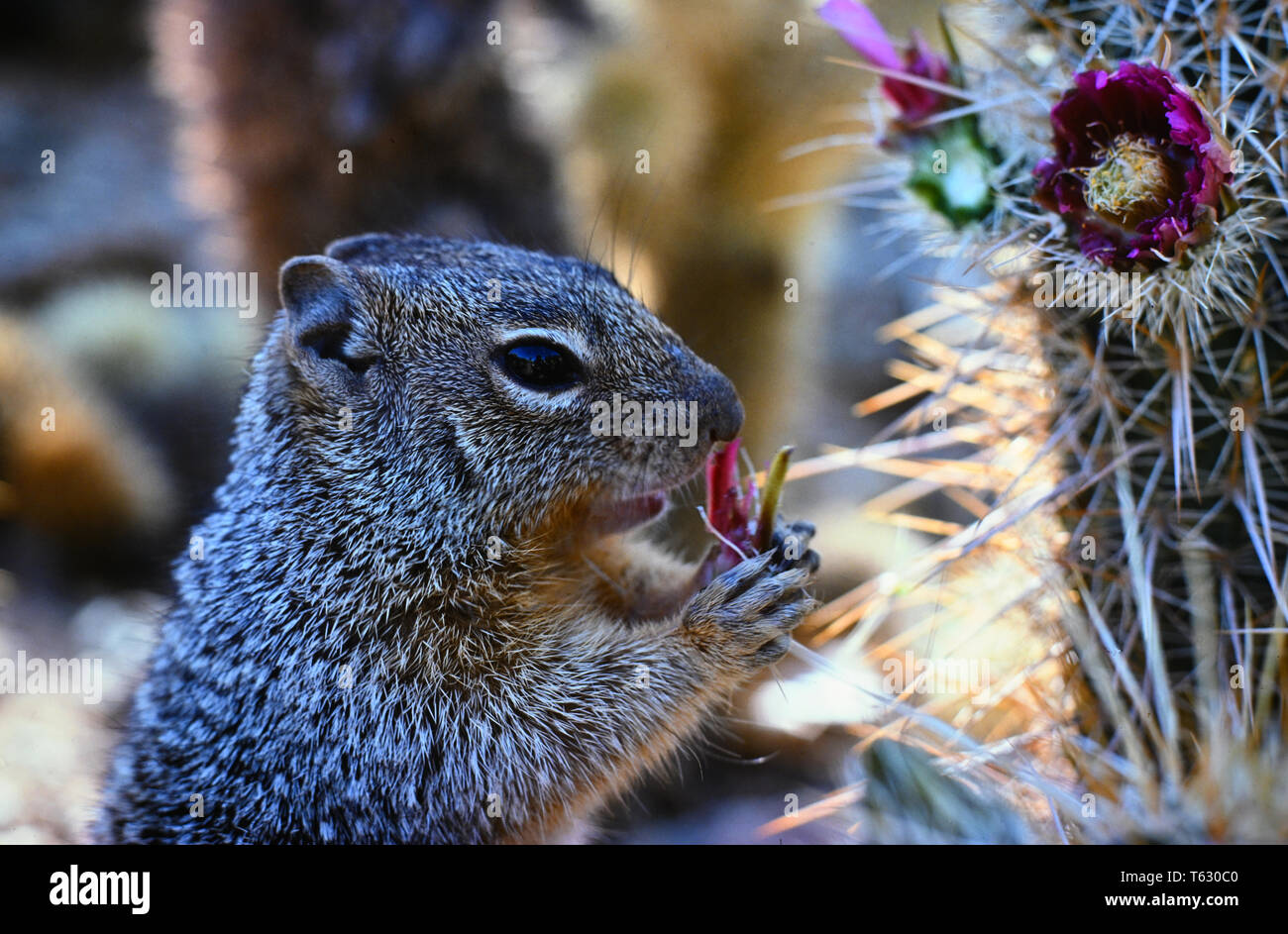 Squarrel hi-res stock photography and images - Alamy