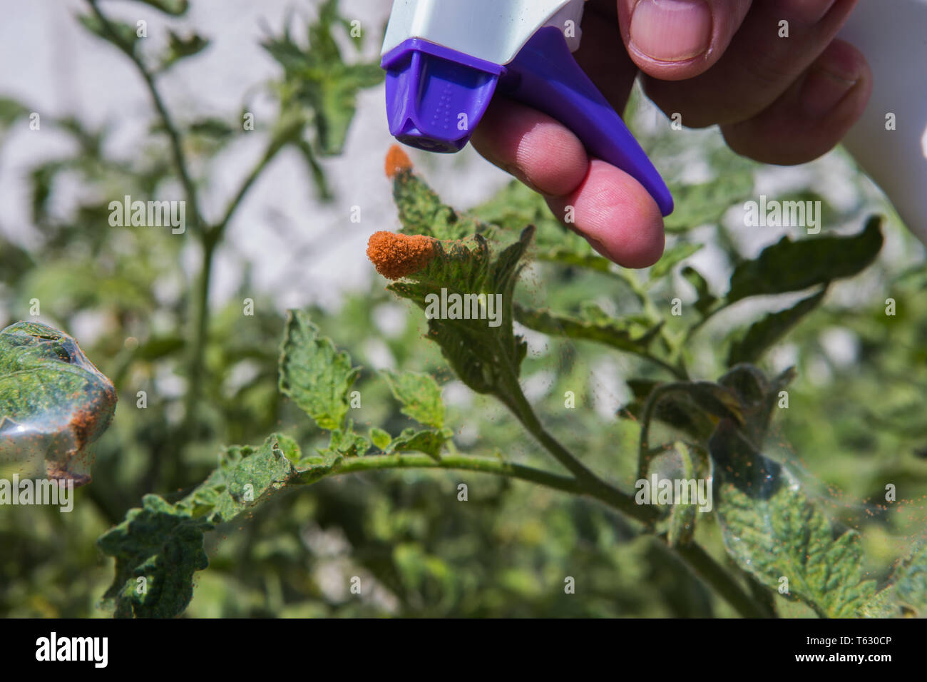 Red spider mite is a minuscule mite of the Tetranychidae family that ...