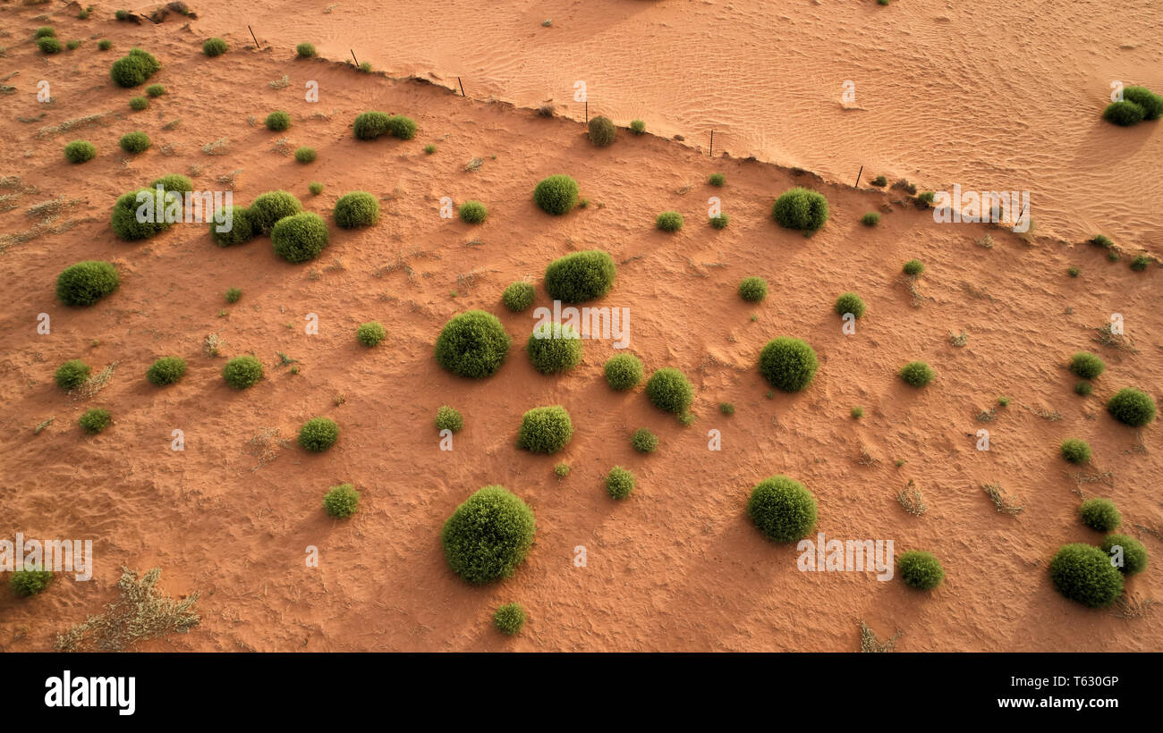 Saltwort desert hi-res stock photography and images - Alamy