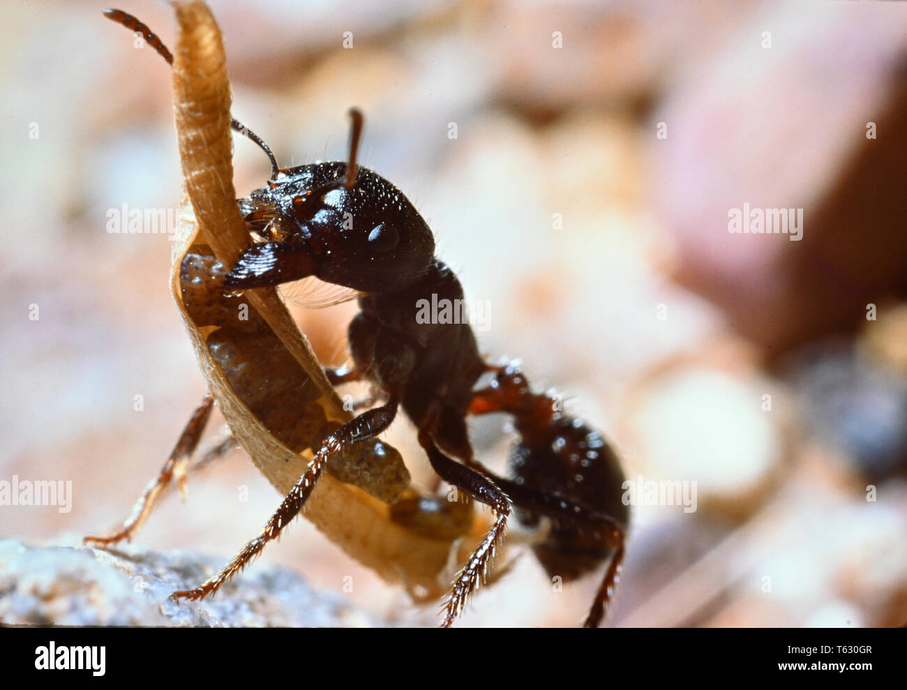 ants in the desert Stock Photo - Alamy