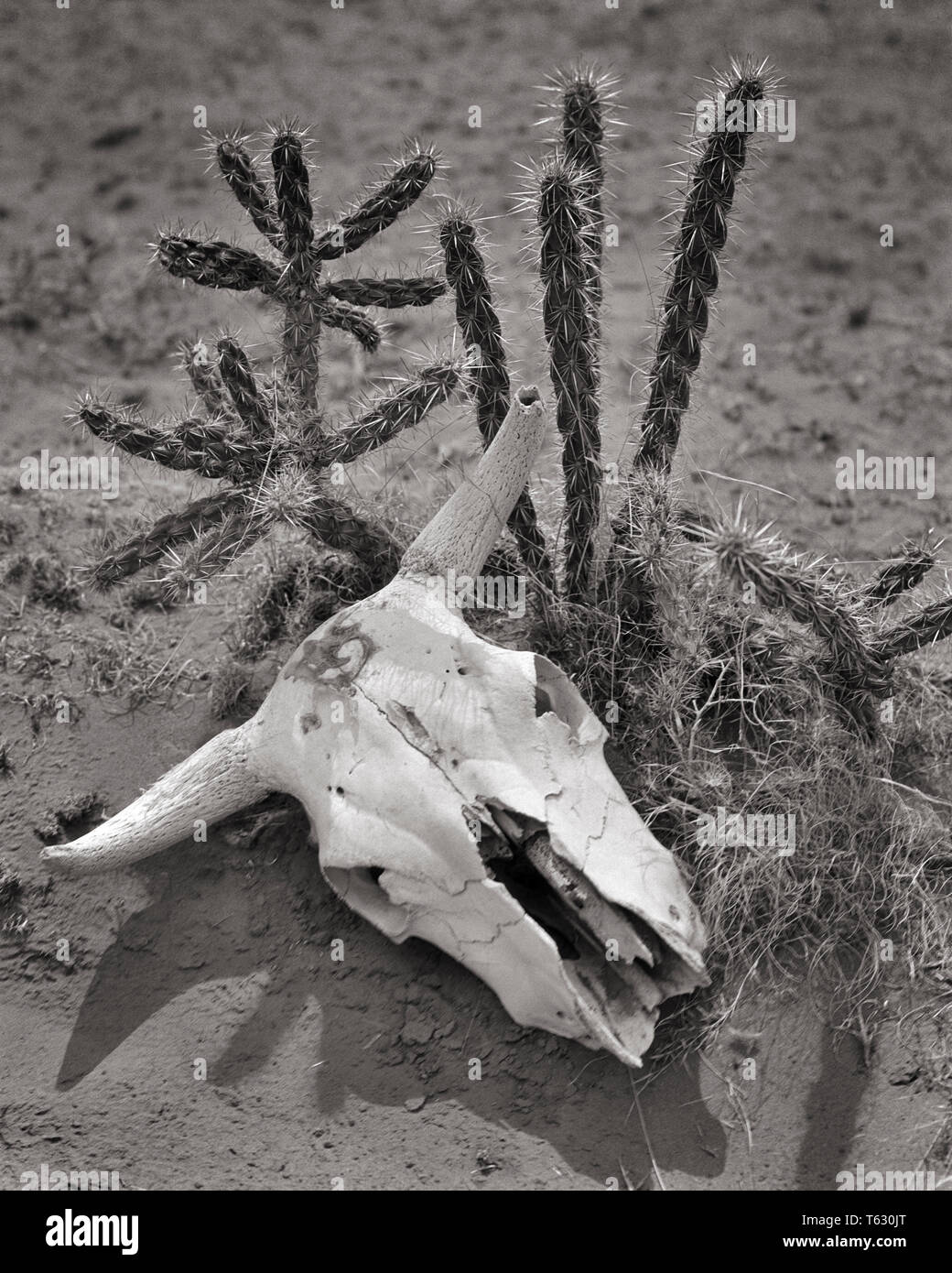 DRIED BLEACHED SKULL OF STEER LYING IN DIRT NEXT TO DESERT CACTUS ...