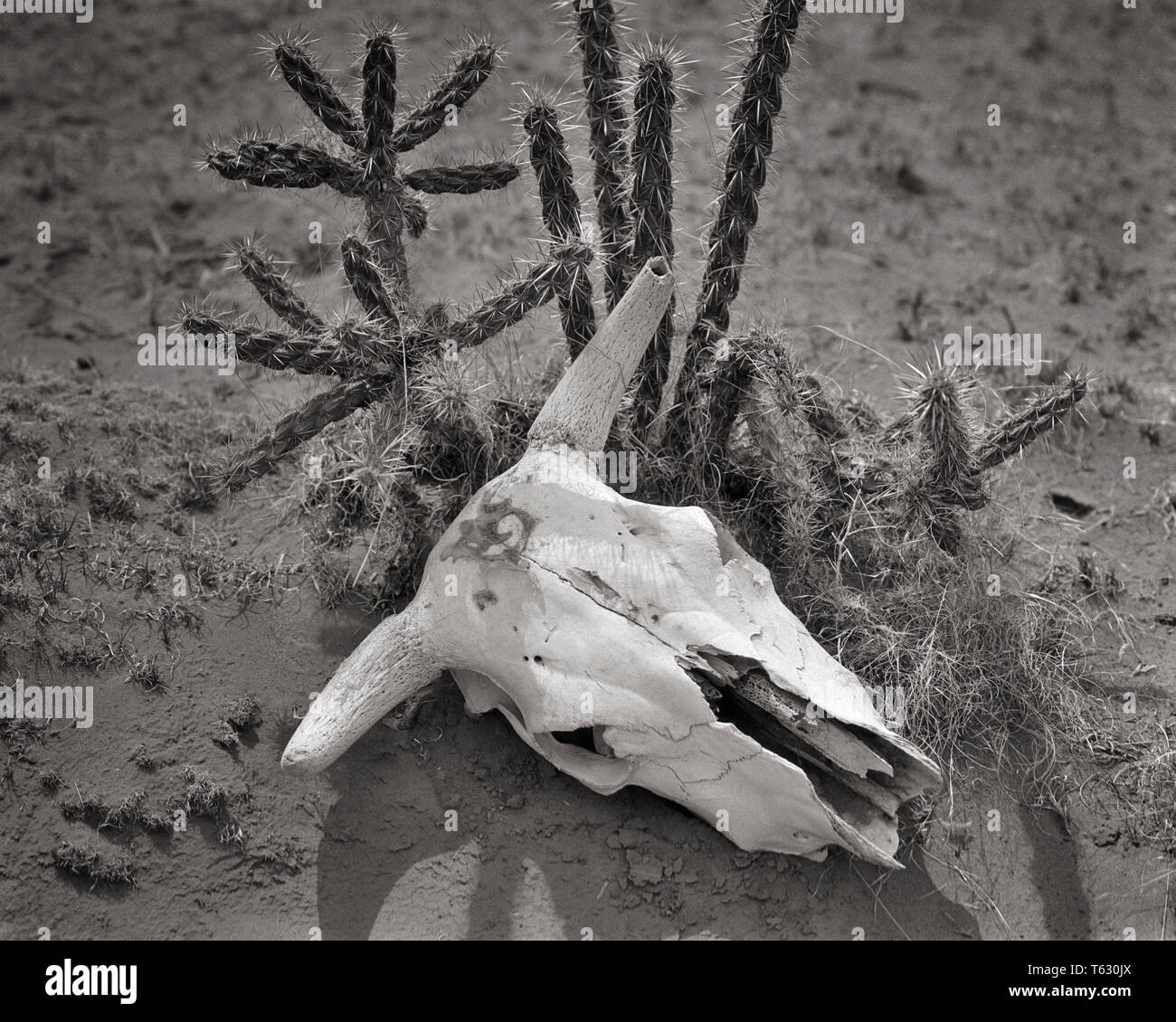 DRIED BLEACHED SKULL OF STEER LYING IN DIRT NEXT TO DESERT CACTUS ...