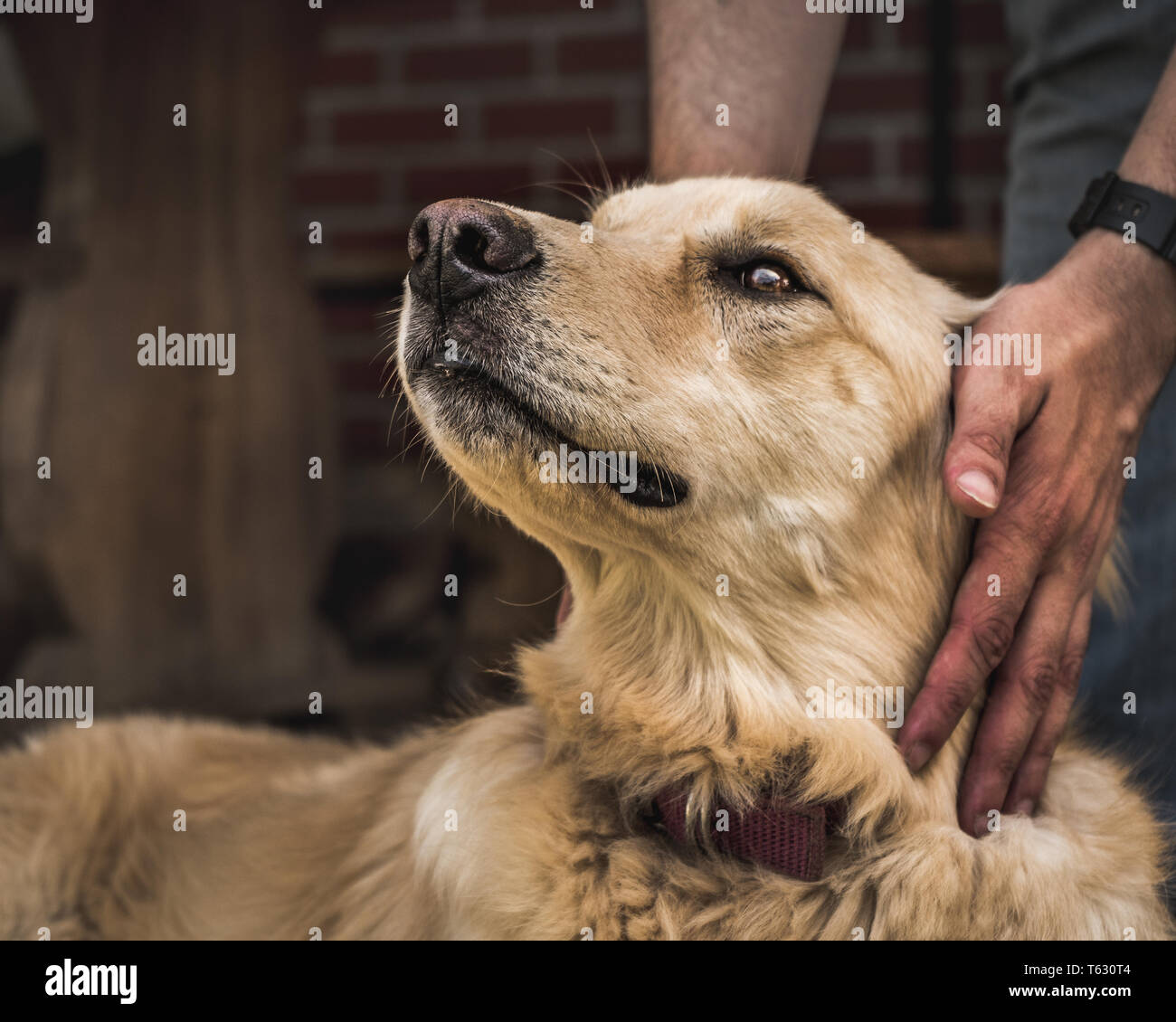 Golden retriever dog posing Stock Photo - Alamy