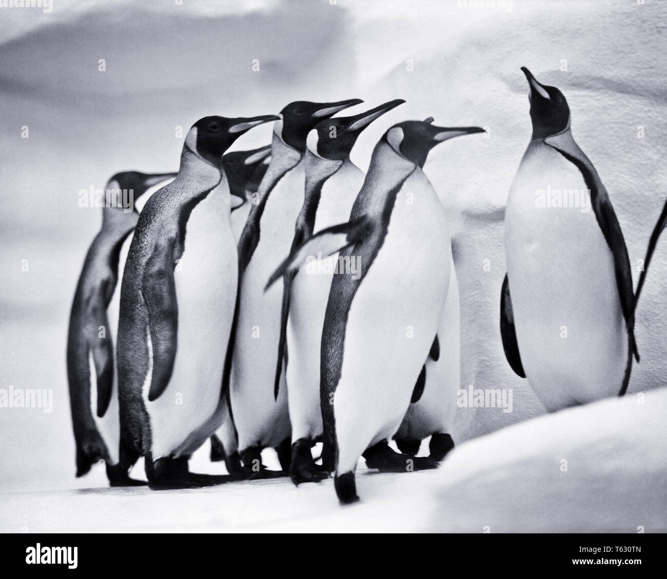 1960s A CONVENT OF EMPEROR PENGUINS Aptenodytes forsteri IN A ZOO ...