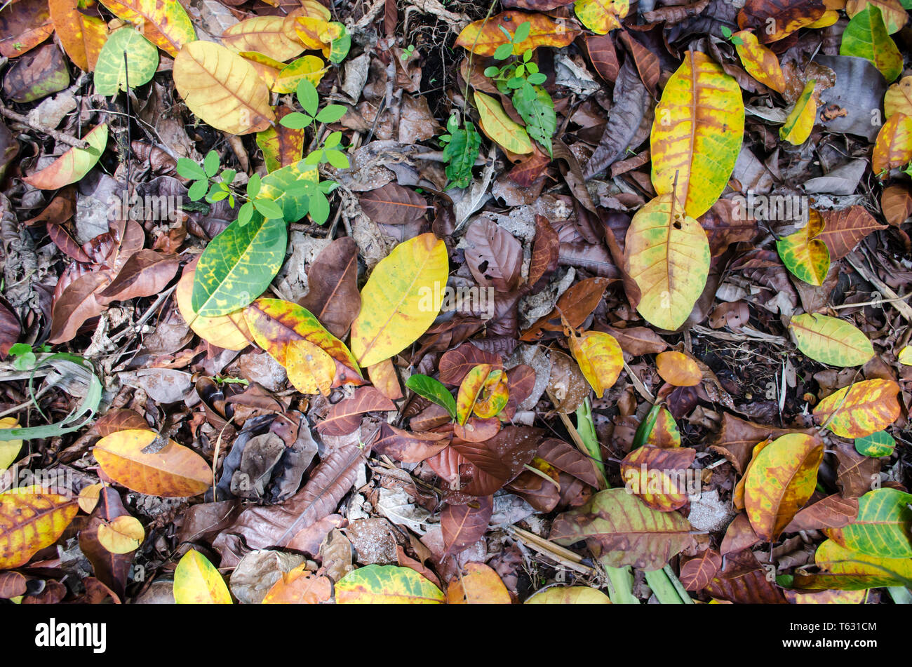 Leaf decay stages hi-res stock photography and images - Alamy