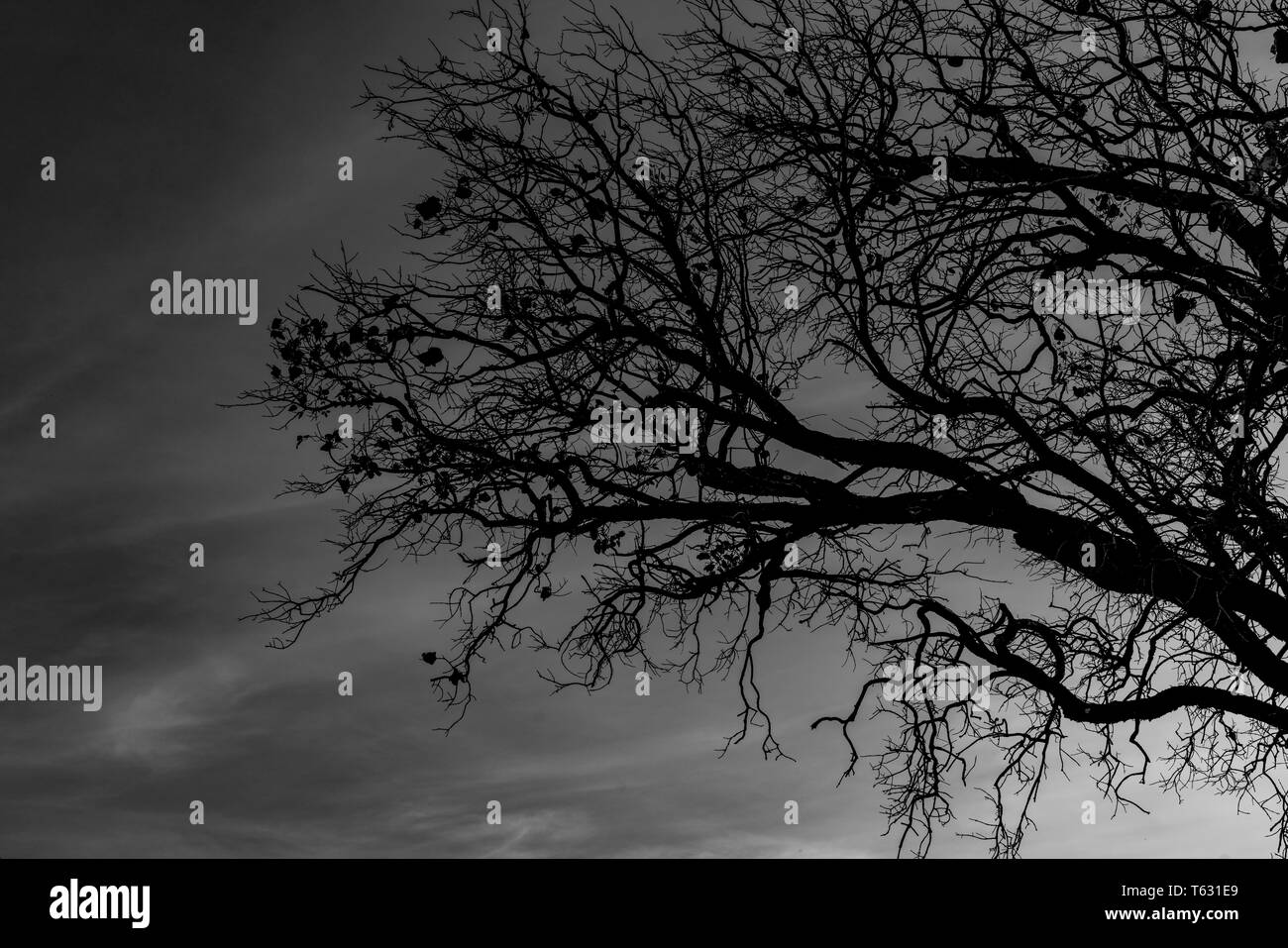 Tree Of The Sad Night Stock Photos & Tree Of The Sad Night Stock Images ...