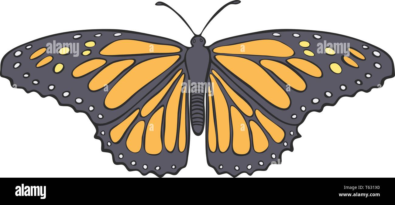 Hand drawn butterfly, vector Stock Vector Image & Art - Alamy