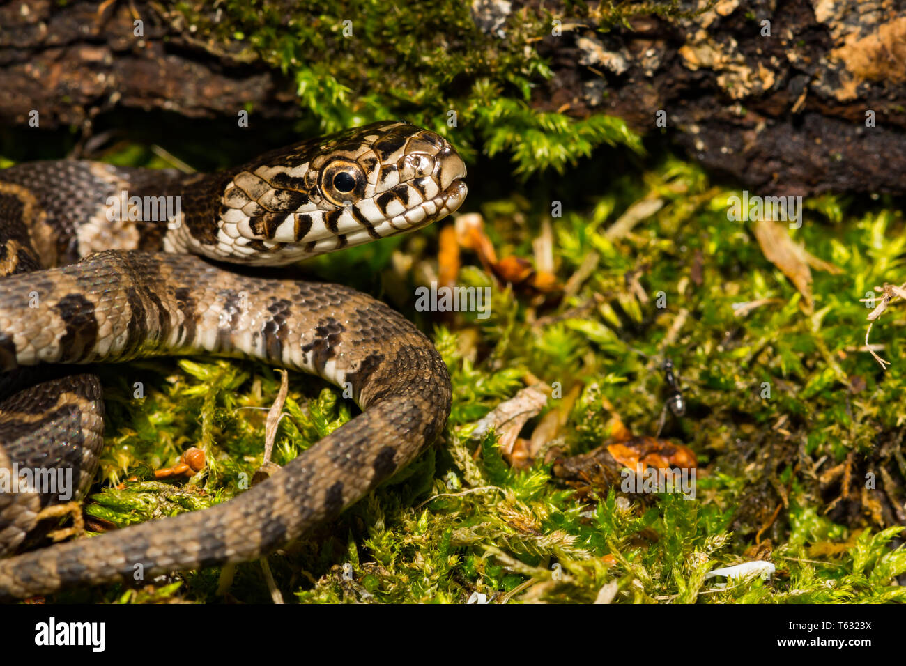 Northern water snake nerodia sipedon hi-res stock photography and ...