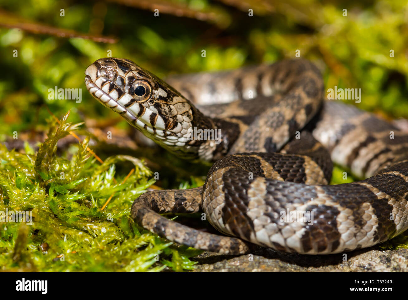 Northern Water Snake (Nerodia sipedon Stock Photo - Alamy