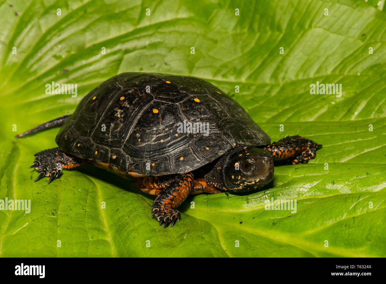 Spotted Turtle (Clemmys guttata Stock Photo - Alamy