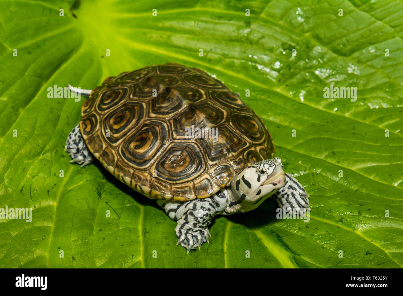 Diamondback turtle hi-res stock photography and images - Alamy