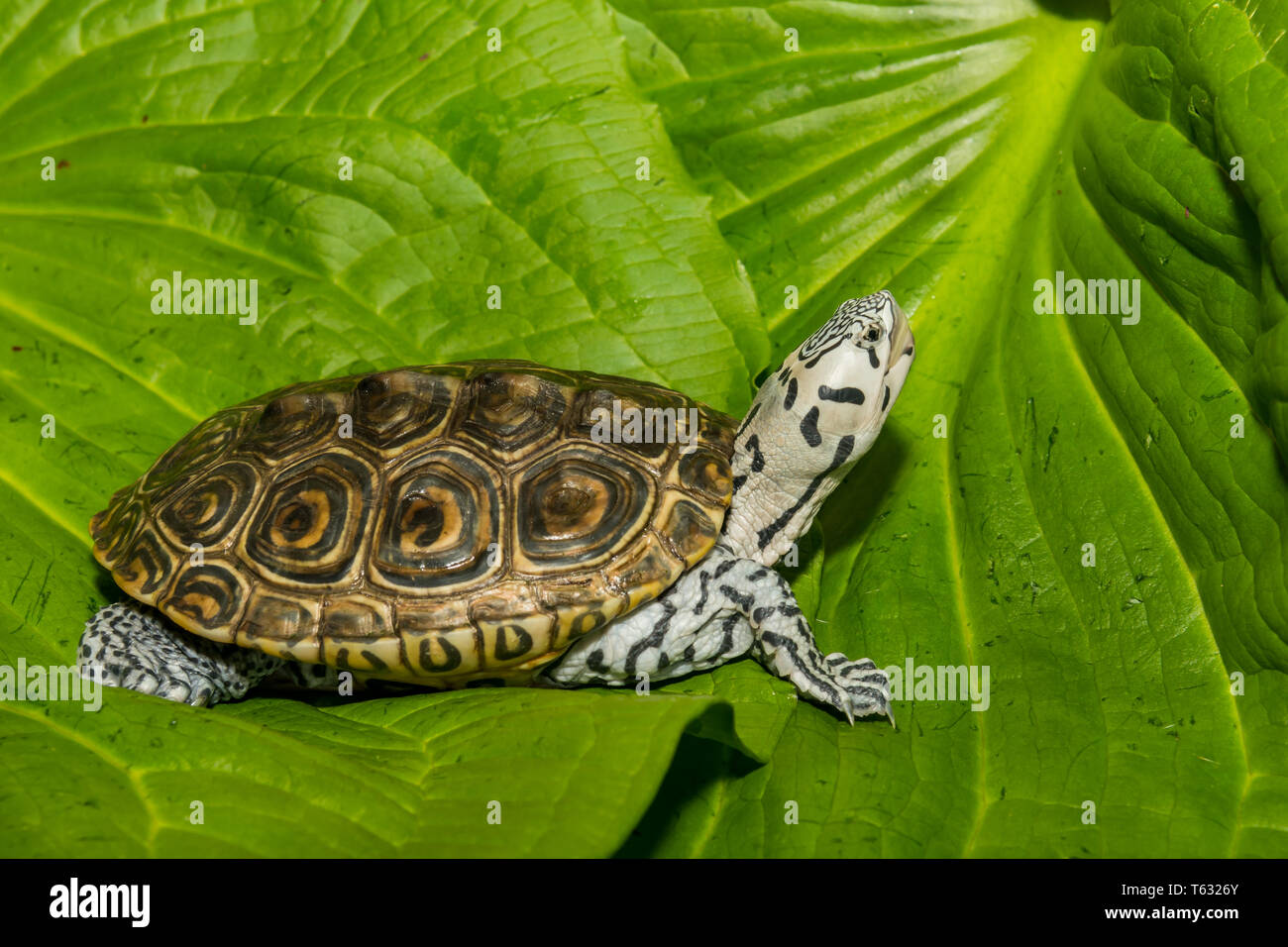 Diamondback turtle hi-res stock photography and images - Alamy