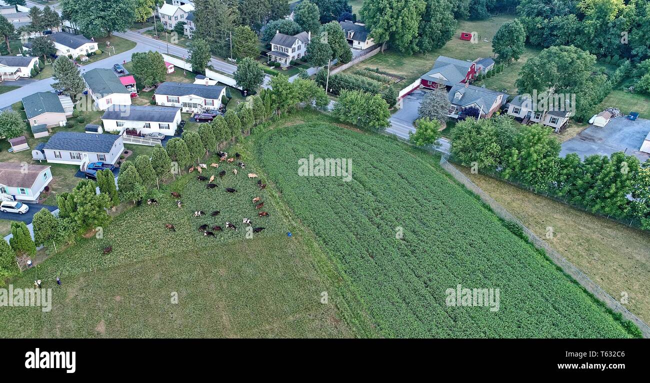 Aerial View of Amish Cows in Field on a Summer Day Stock Photo - Alamy