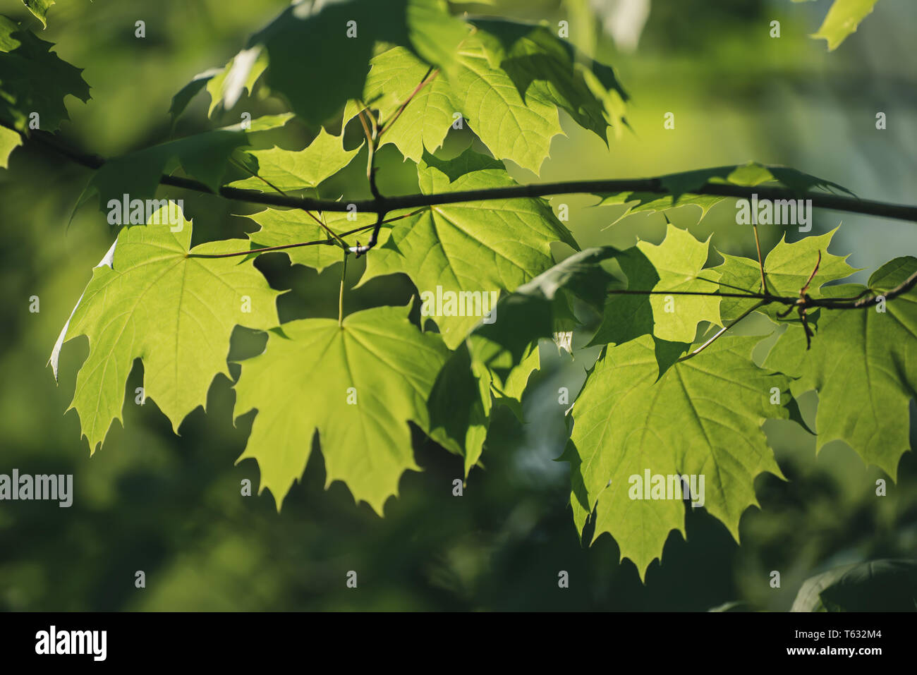 Maple leaves background Stock Photo - Alamy