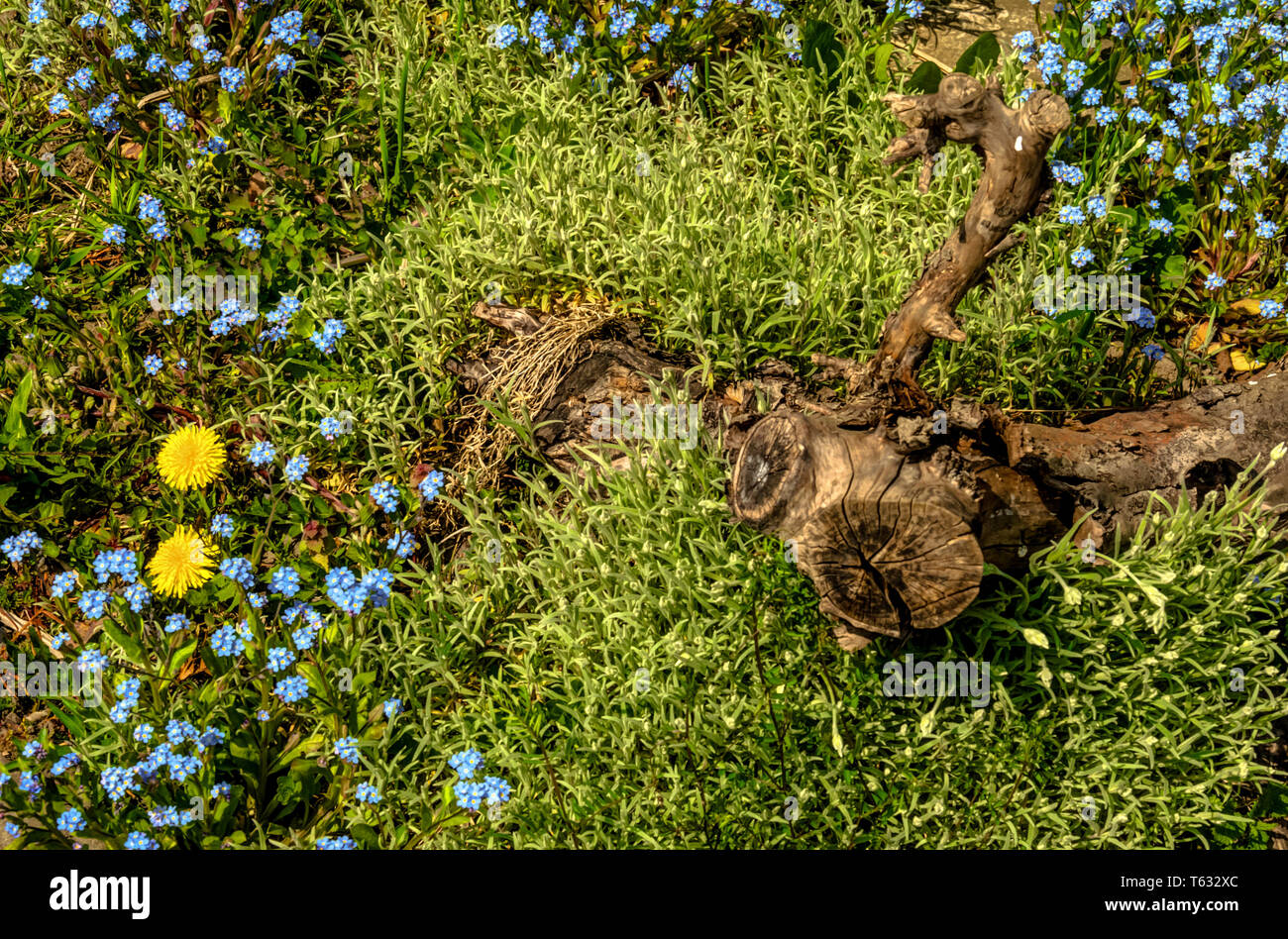 Spring meadow flowers forest germany hi-res stock photography and ...
