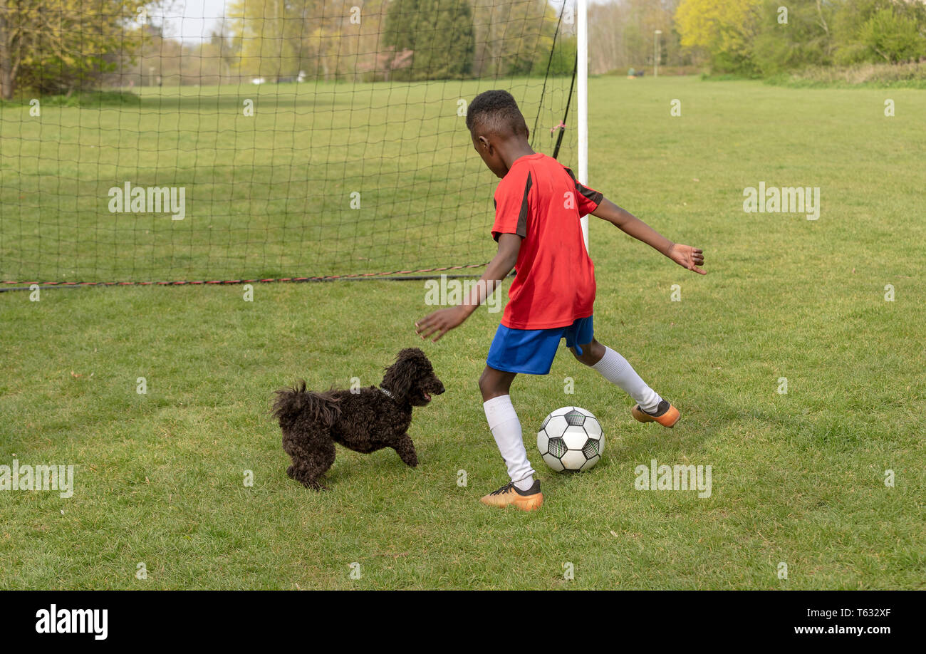 Boy playing soccer ball dog hi-res stock photography and images - Alamy