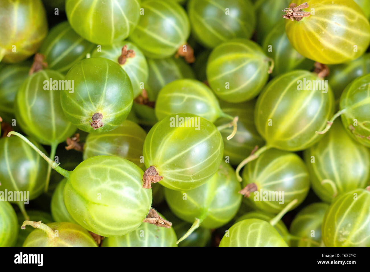 macro shot of a cut gooseberry fresh berries. Copy space. Vitamins ...