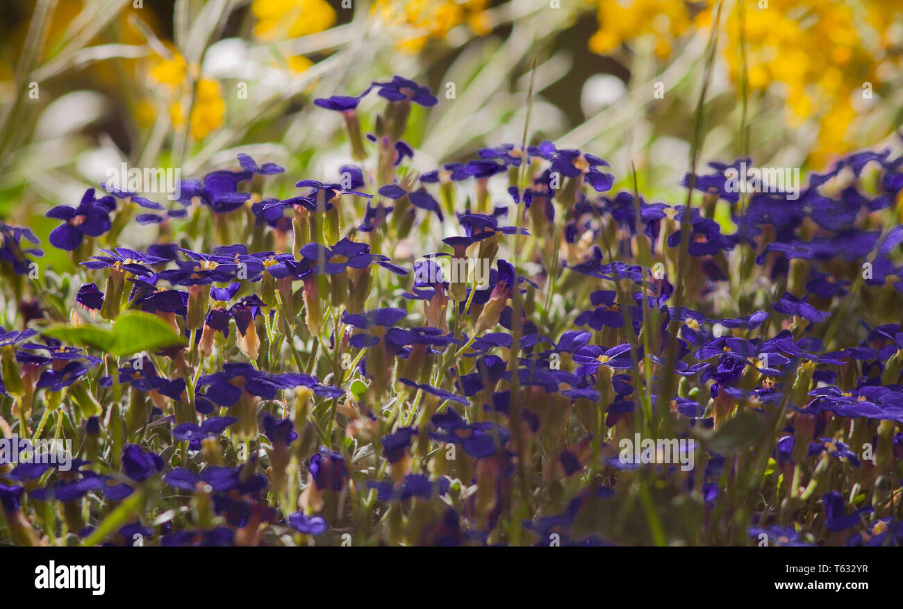 Blooming purple aubrieta and blur yellow alyssum in backlight in a ...