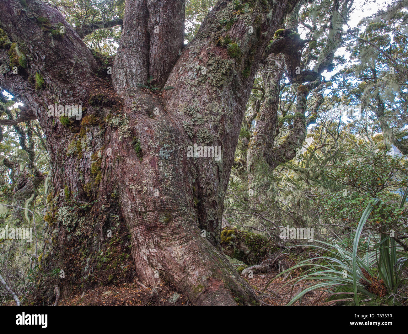 Silver beech tree hi-res stock photography and images - Alamy