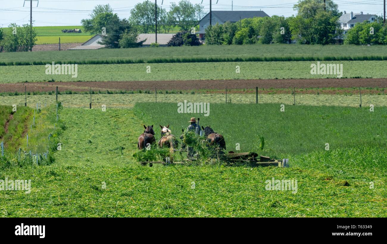 Amish Farmers Harvesting there Crops in Summer Stock Photo - Alamy