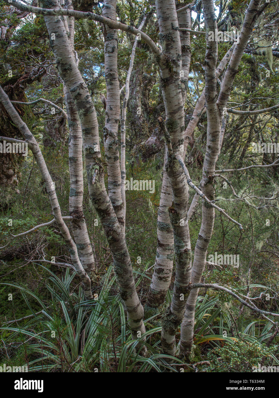 Silver beech tree hi-res stock photography and images - Alamy